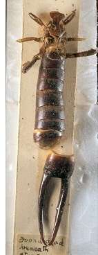 St Helena Giant Earwig, Saint Helena Earwig, St Helena Earwig (English ...