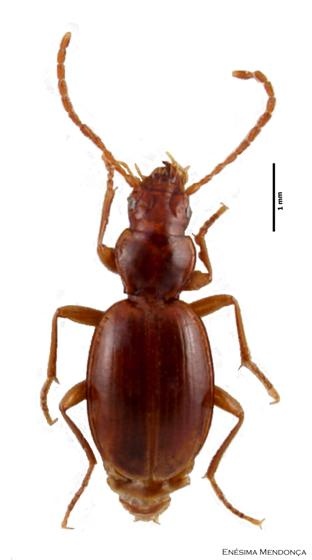 Cave ground beetle (English)/ Carocho cavernicola (Portuguese) - AIIS GROUP