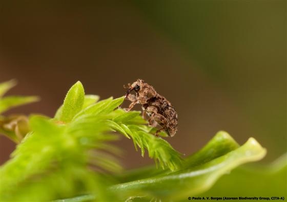 True weevil (English); Gorgulho (Portuguese) - AIIS GROUP