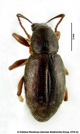 True weevil (English); Gorgulho (Portuguese) - AIIS GROUP