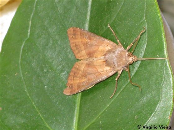 Owlet Moth (English); Traça (Portuguese) - AIIS GROUP