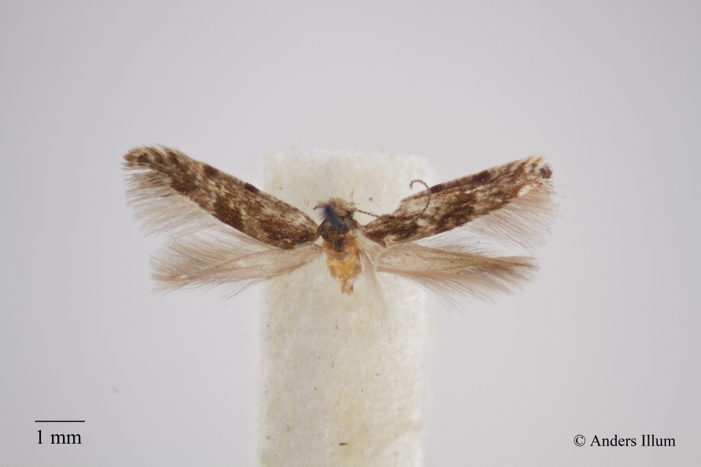 Moth (English); Traça (Portuguese) - AIIS GROUP