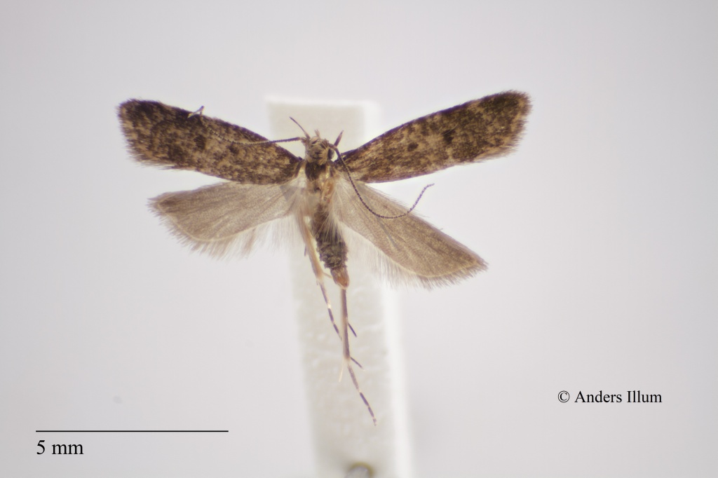 Moth (English); Traça (Portuguese) - AIIS GROUP