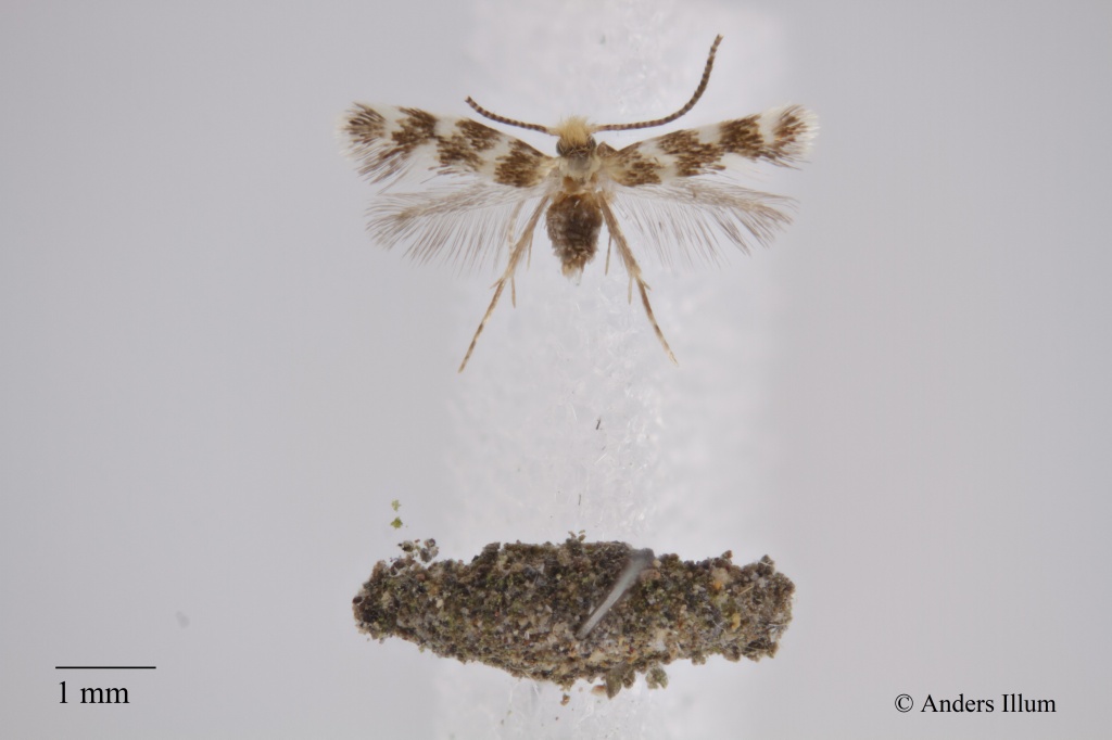 Moth (English); Traça (Portuguese) - AIIS GROUP