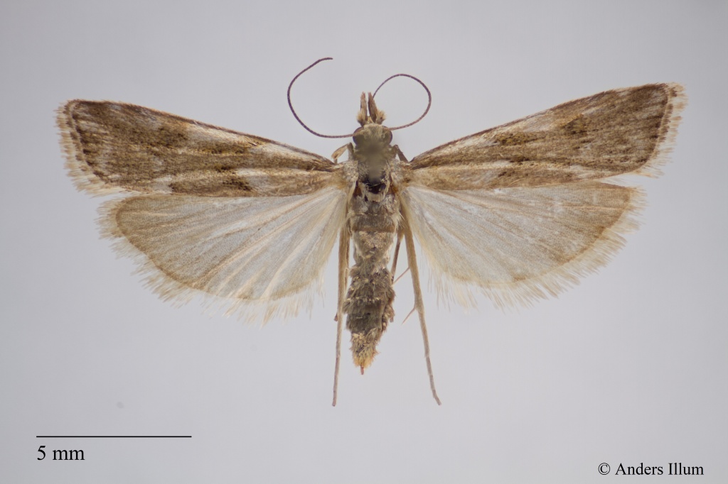 Moth (English); Traça (Portuguese) - AIIS GROUP