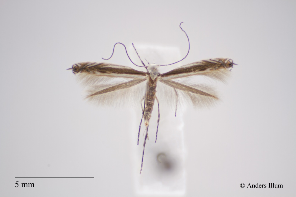 Moth (English); Traça (Portuguese) - AIIS GROUP