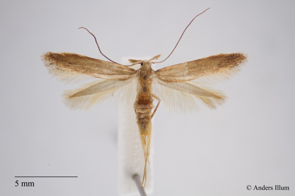 Moth (English); Traça (Portuguese) - AIIS GROUP