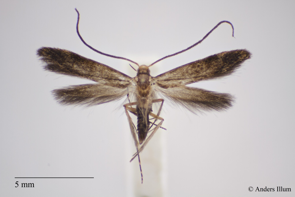 Moth (English); Traça (Portuguese) - AIIS GROUP