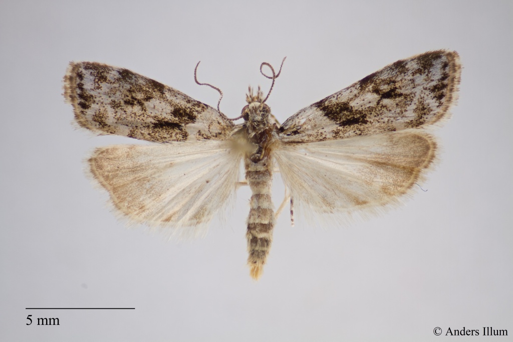 Moth (English); Traça (Portuguese) - AIIS GROUP