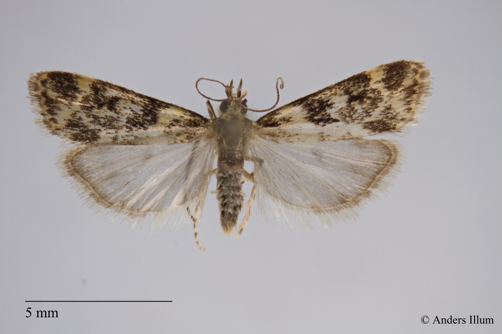 Moth (English); Traça (Portuguese) - AIIS GROUP