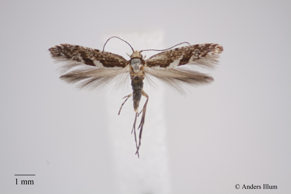 Small ermine moth (English); Traça (Portuguese) - AIIS GROUP