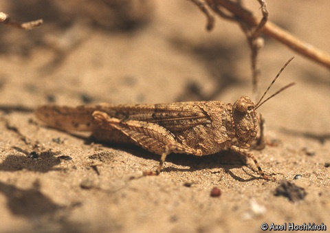 Rugose Sand Grasshopper - AIIS GROUP