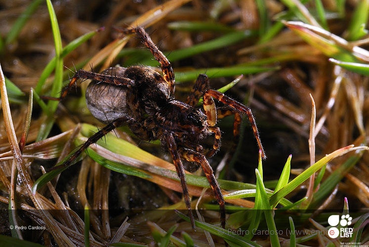 Azorean wolf spider - AIIS GROUP