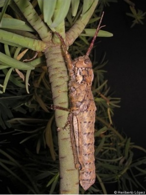 Species - AIIS GROUP